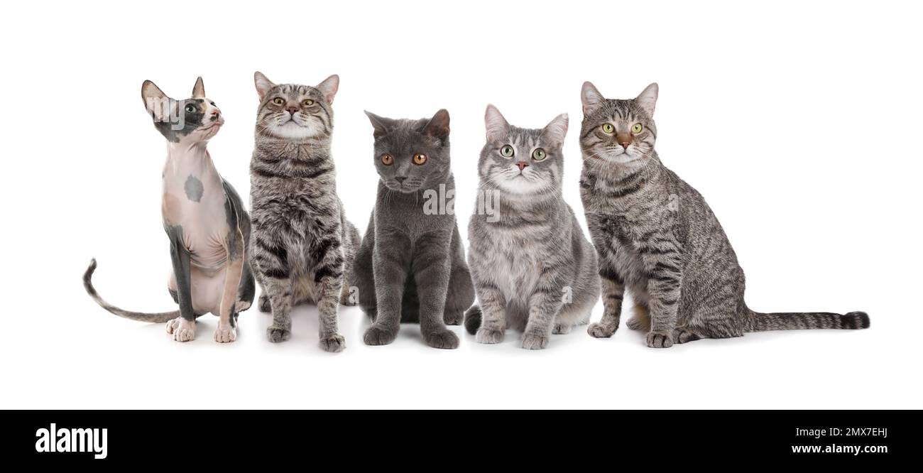 Adorable cats on white background. Banner design Stock Photo - Alamy