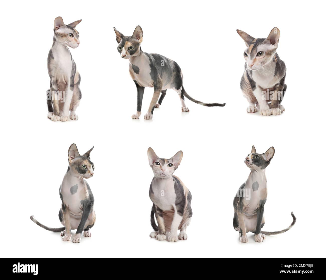Collage of beautiful Sphynx cat on white background. Lovely pet Stock ...