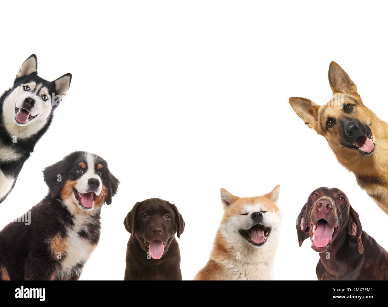 Cute pets dogs different hi-res stock photography and images - Alamy