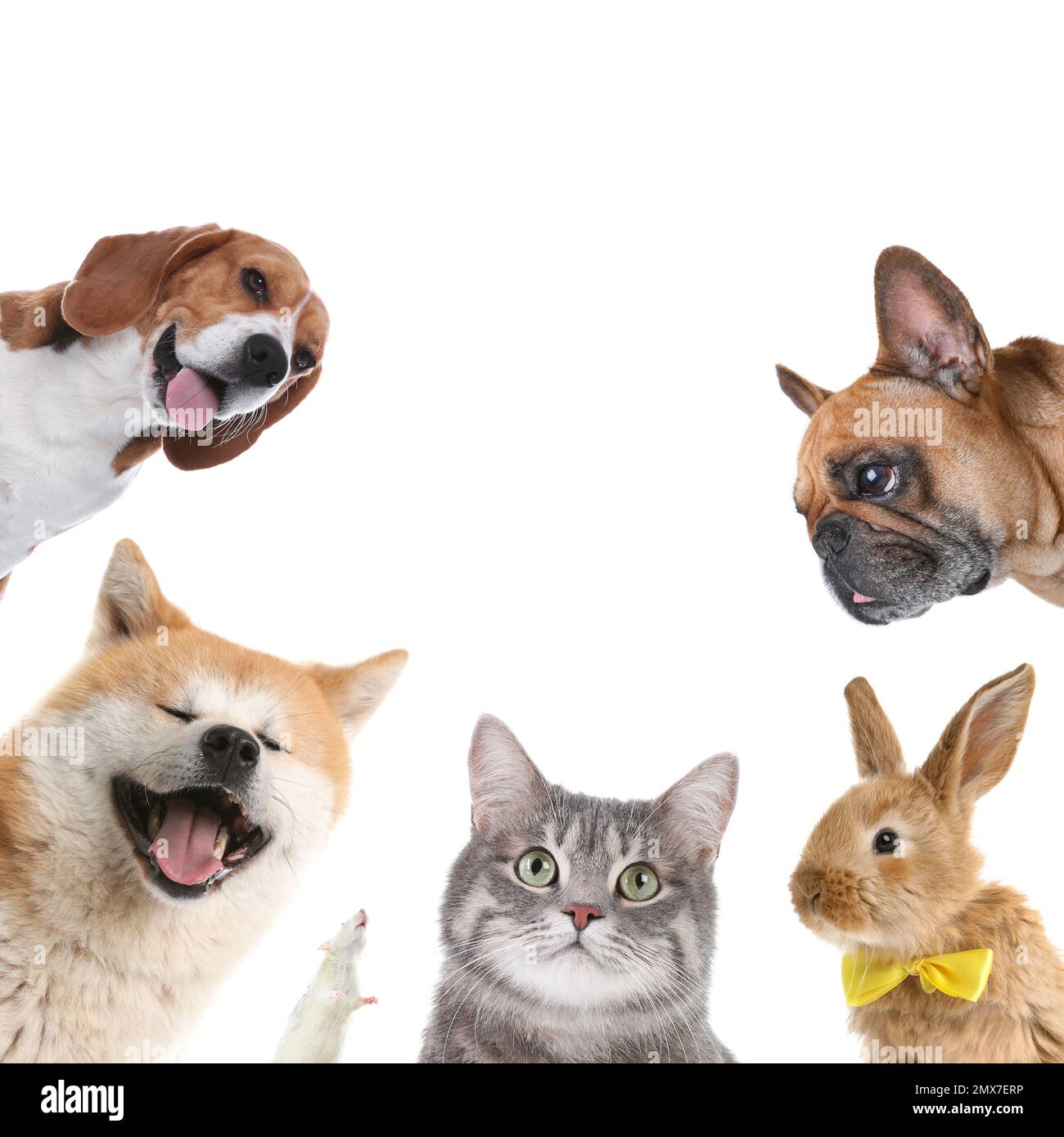 Set with different cute pets on white background Stock Photo - Alamy