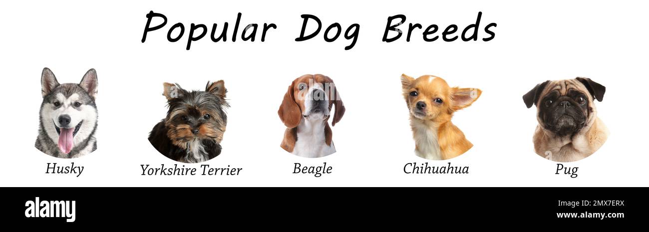 Set of different adorable dogs on white background. Most popular breeds ...