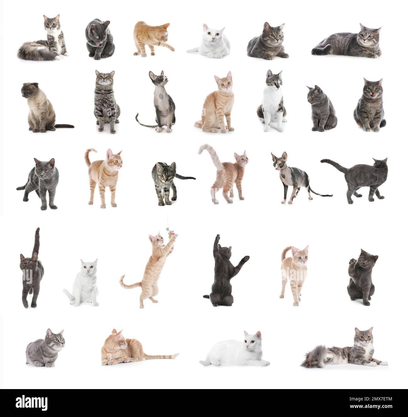 Collage of beautiful cats on white background. Lovely pet Stock Photo ...