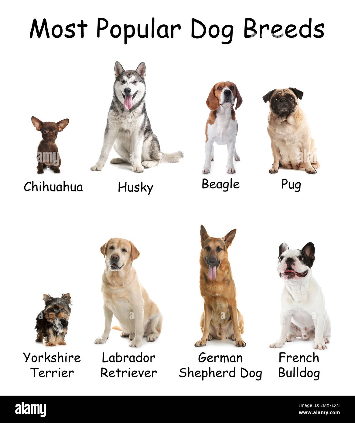 Set of different adorable dogs on white background. Most popular breeds ...