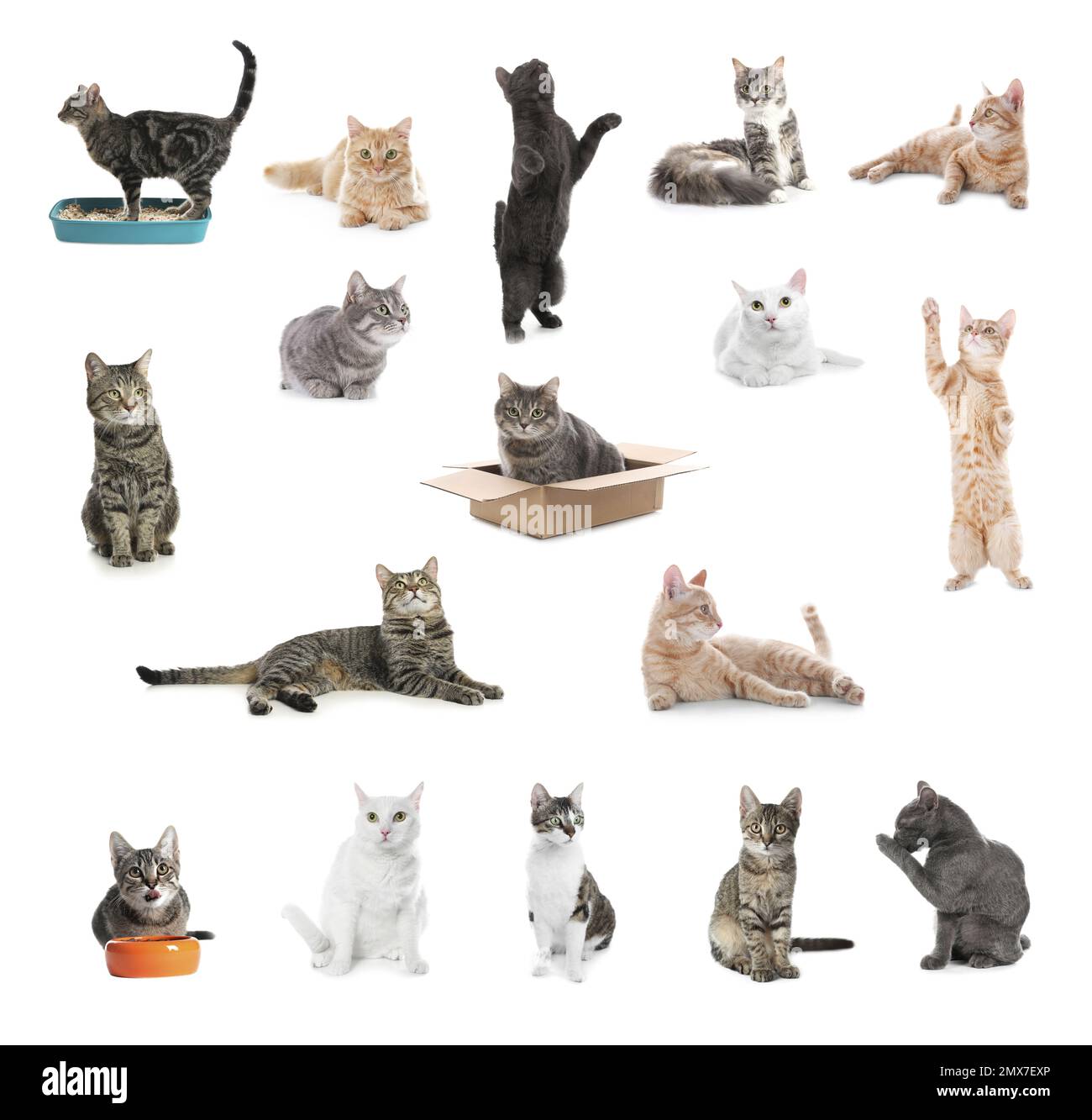 Cats Collage Background