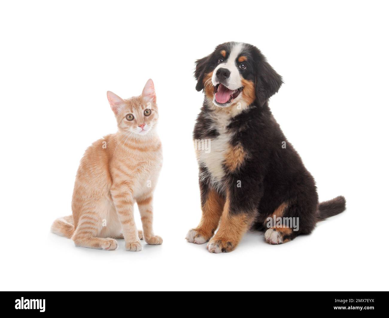 Cute fluffy friends red Cut Out Stock Images & Pictures - Alamy