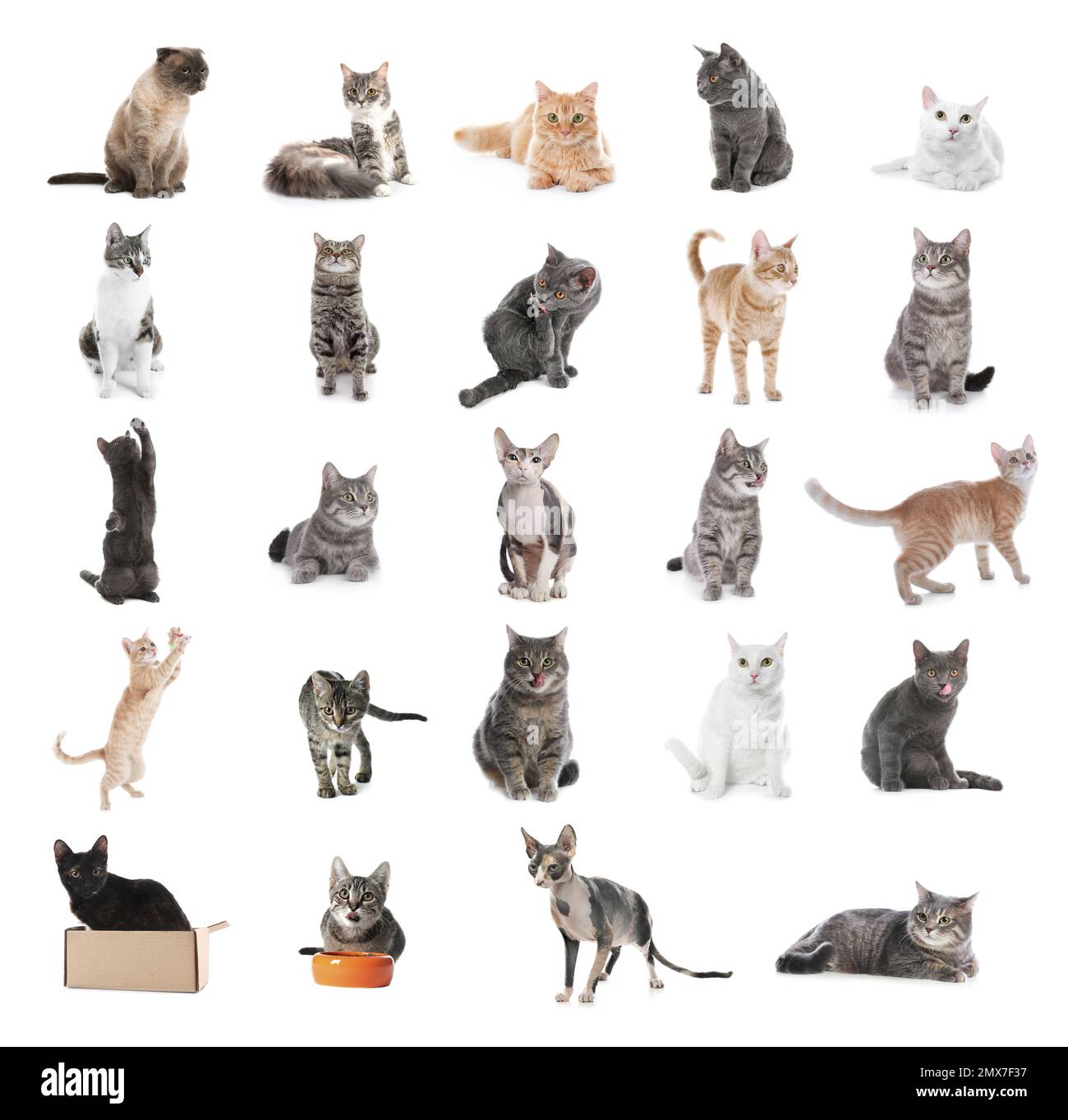 Collage of beautiful cats on white background. Lovely pet Stock Photo ...