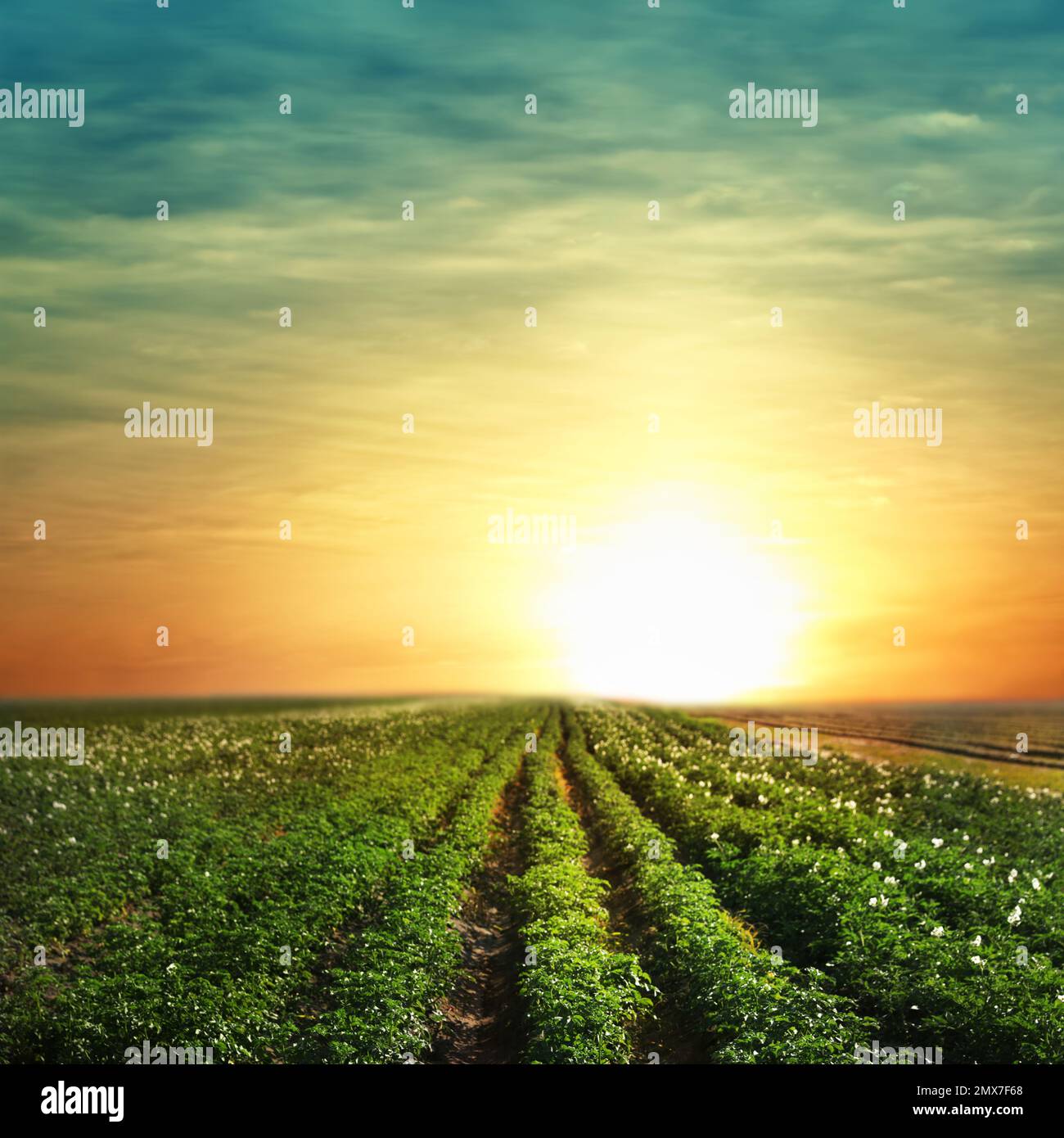 Picturesque view of blooming potato field at sunset. Organic farming ...