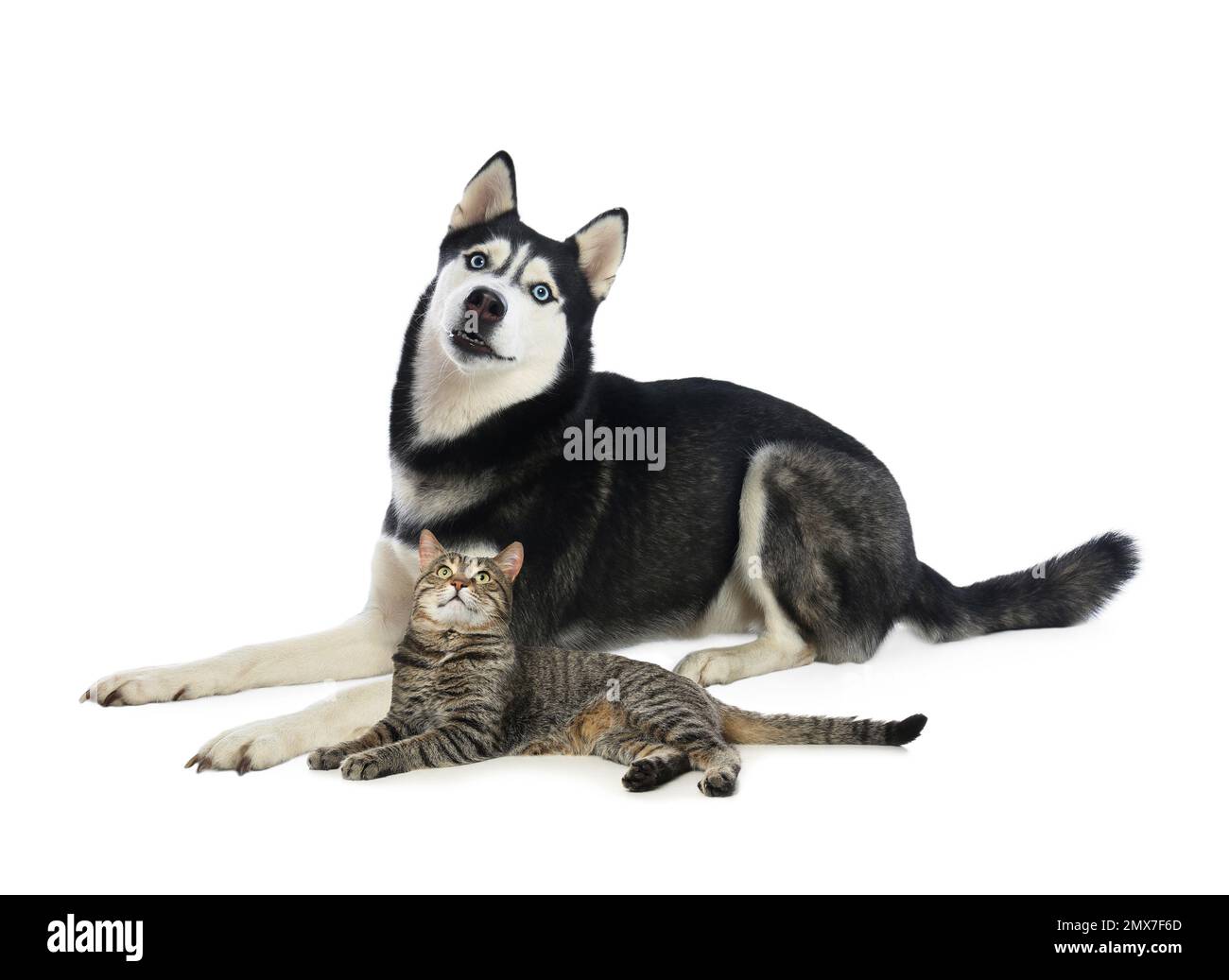Cute cat and dog on white background. Fluffy friends Stock Photo - Alamy