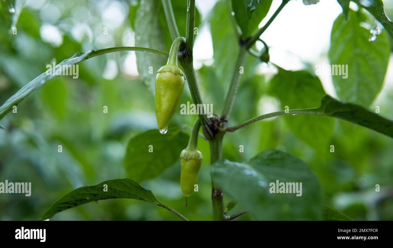 A sweet pepper plant with unripe fruit. Organic farming and healthy ...