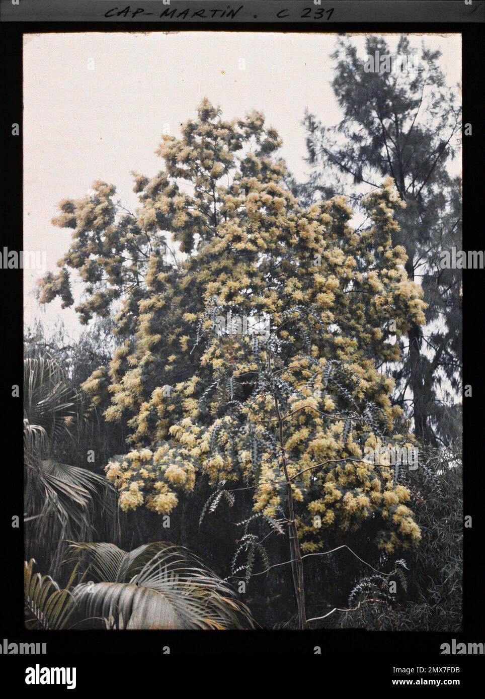 Cap Martin , France , 1913 - Cap Martin - Auguste Léon - (March Stock ...
