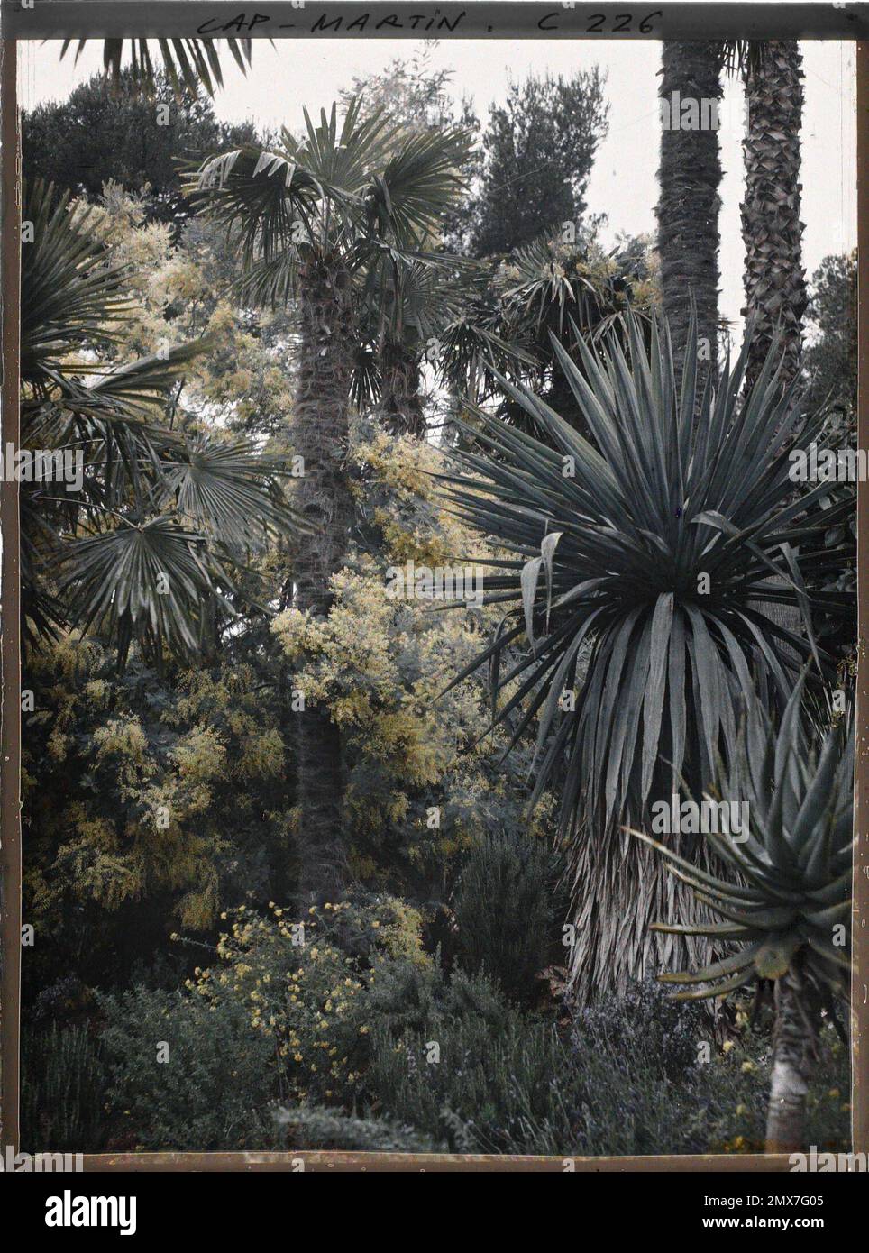 Cap Martin , France , 1913 - Cap Martin - Auguste Léon - (March Stock ...