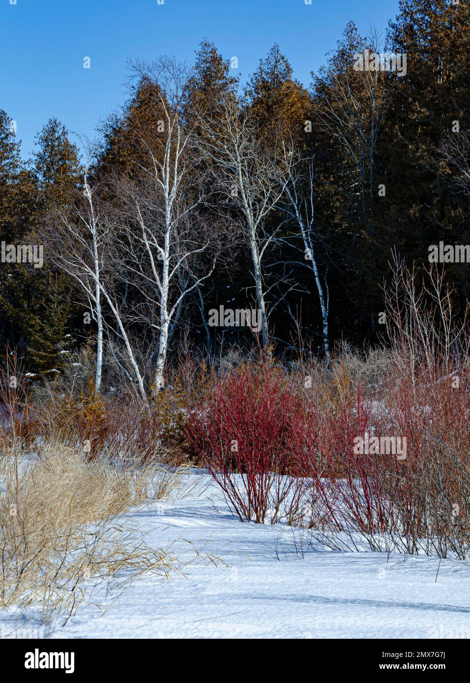 The forest meets the shore of Green Bay, Lake Michigan with shrubs ...