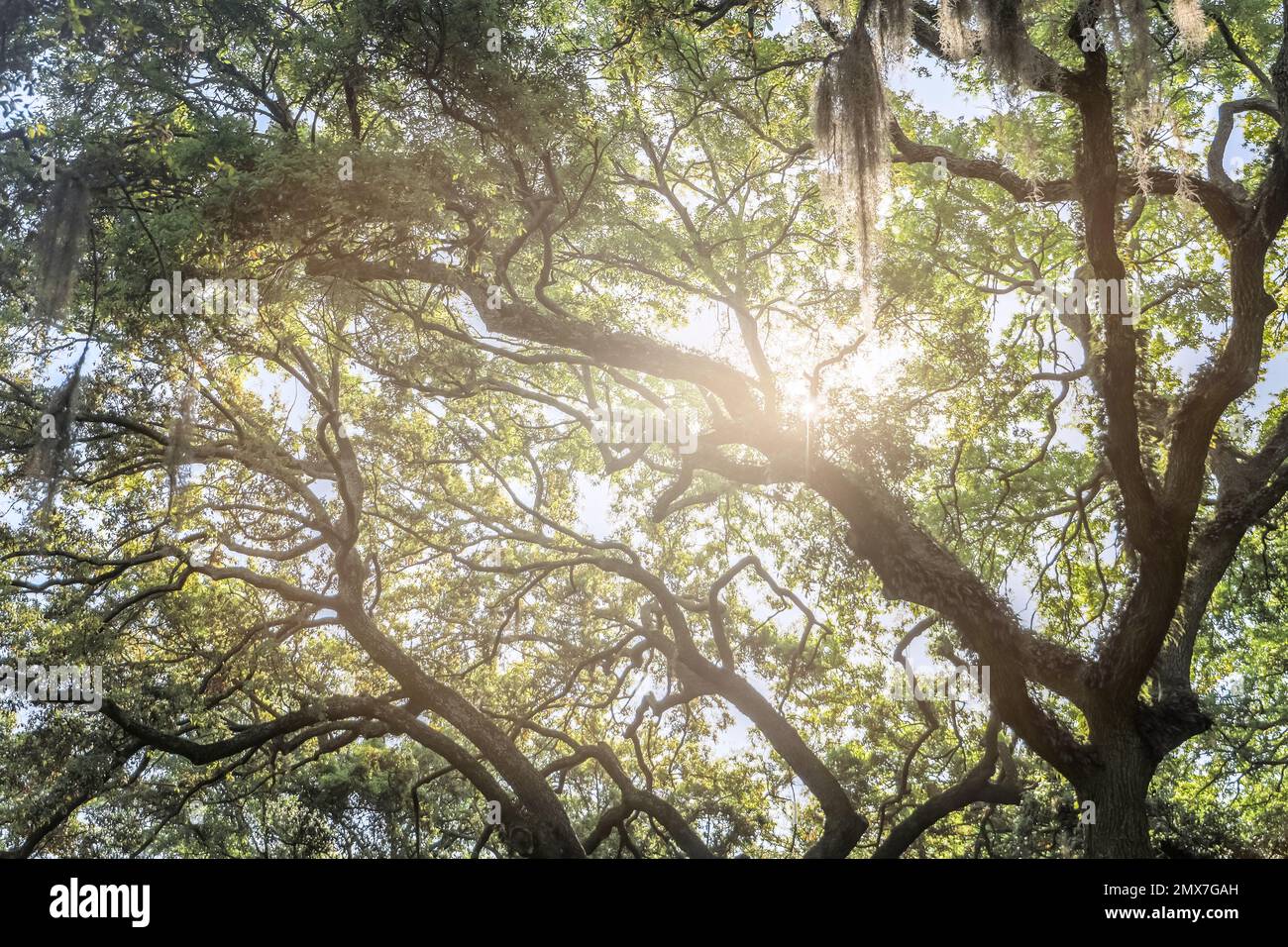 The Spring sun coming in through the trees with a view from below Stock ...