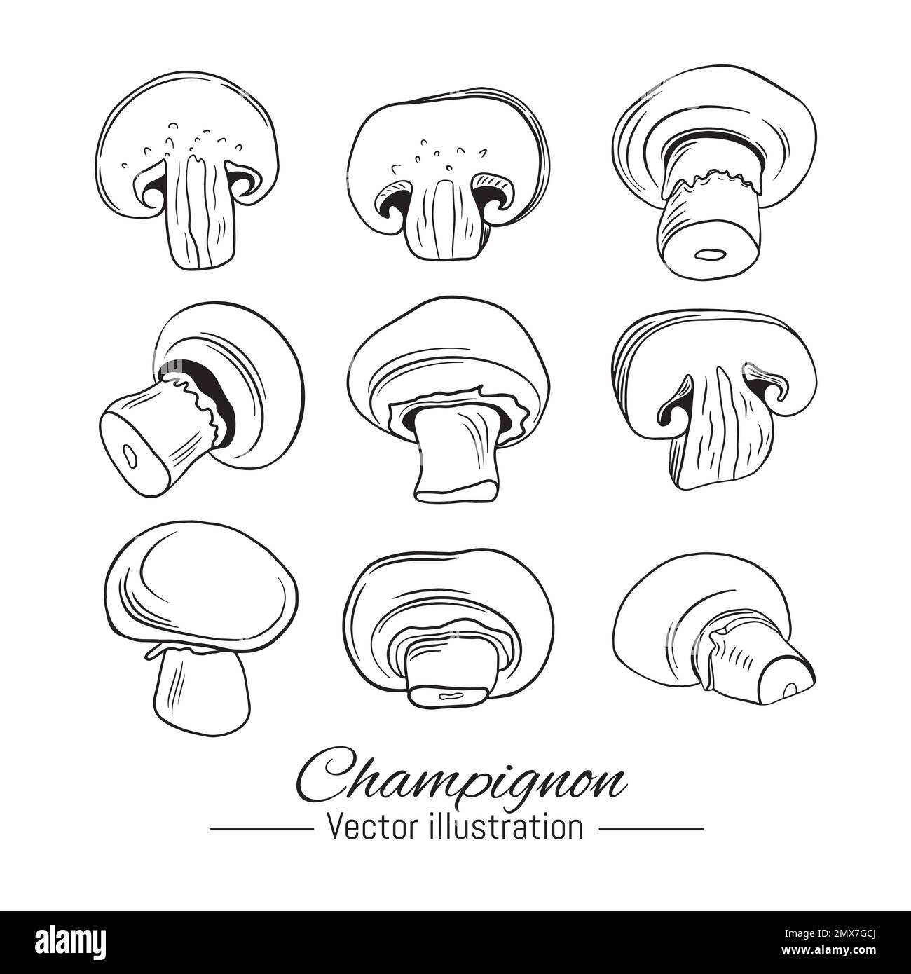 Hand drawn champignon collection. Sketchy mushrooms set on white ...