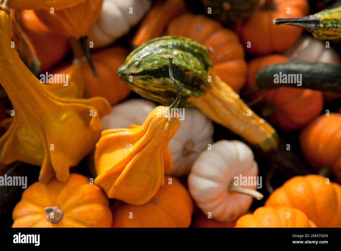 Seasons gourds hi-res stock photography and images - Alamy