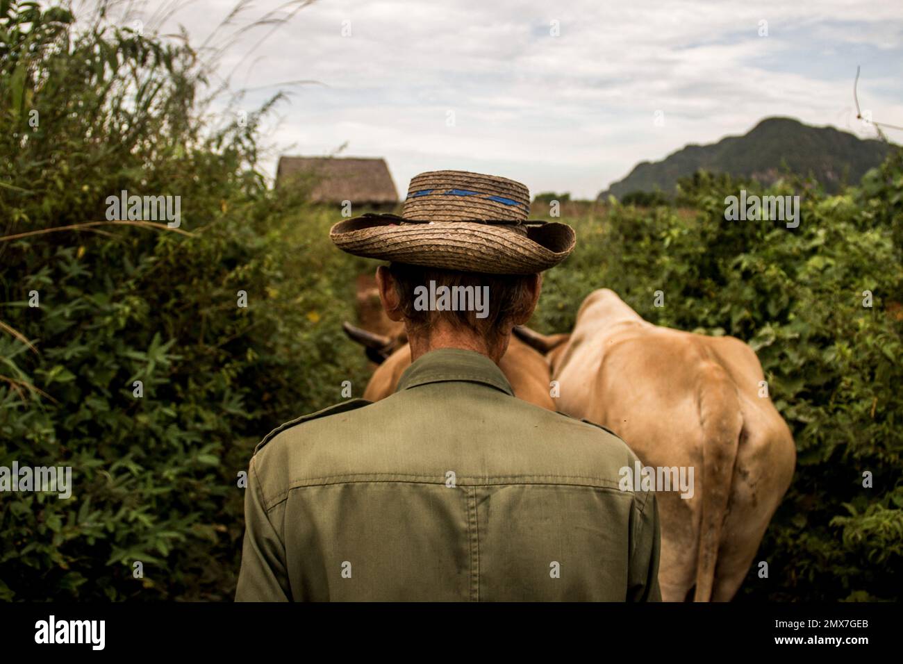 The valley of traditional and organic farming in Cuba . Vinales valley ...