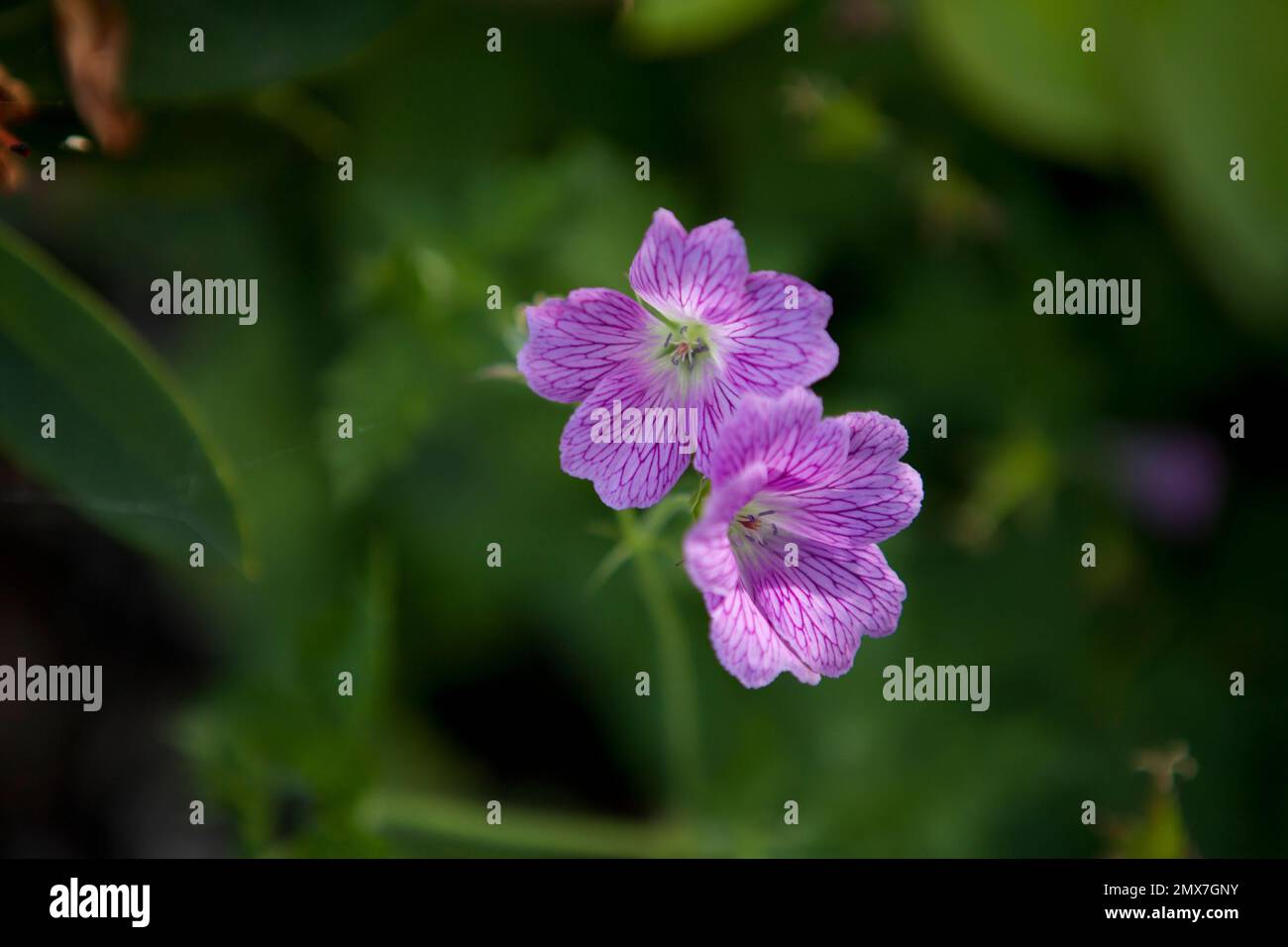 Pink and purple wildflowers, detail, Isle of Skye, Scotland UK Stock ...