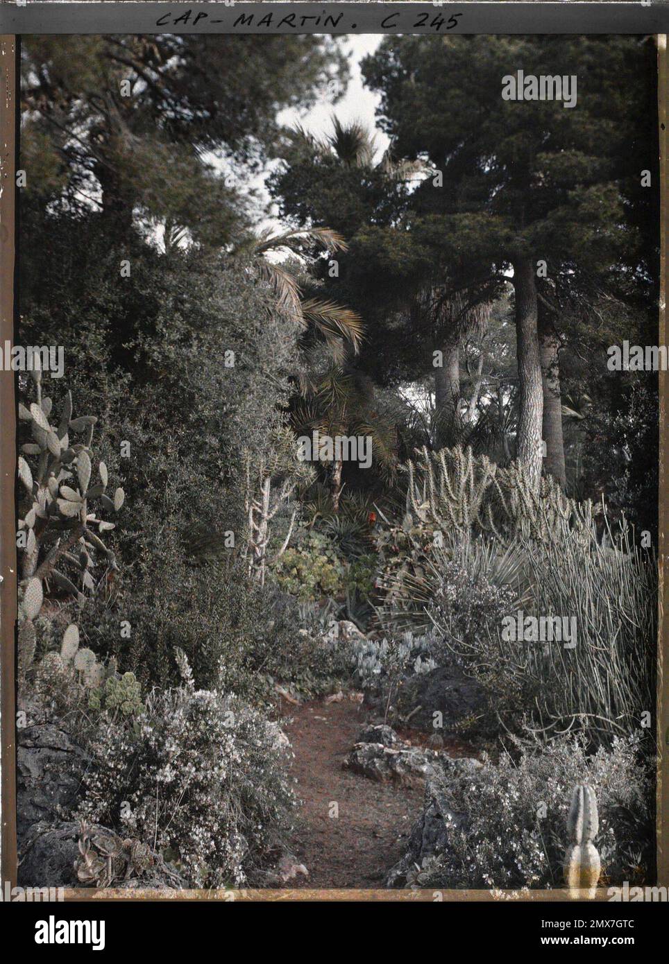 Cap Martin , France , 1914 - Cap Martin - Auguste Léon - (March Stock ...