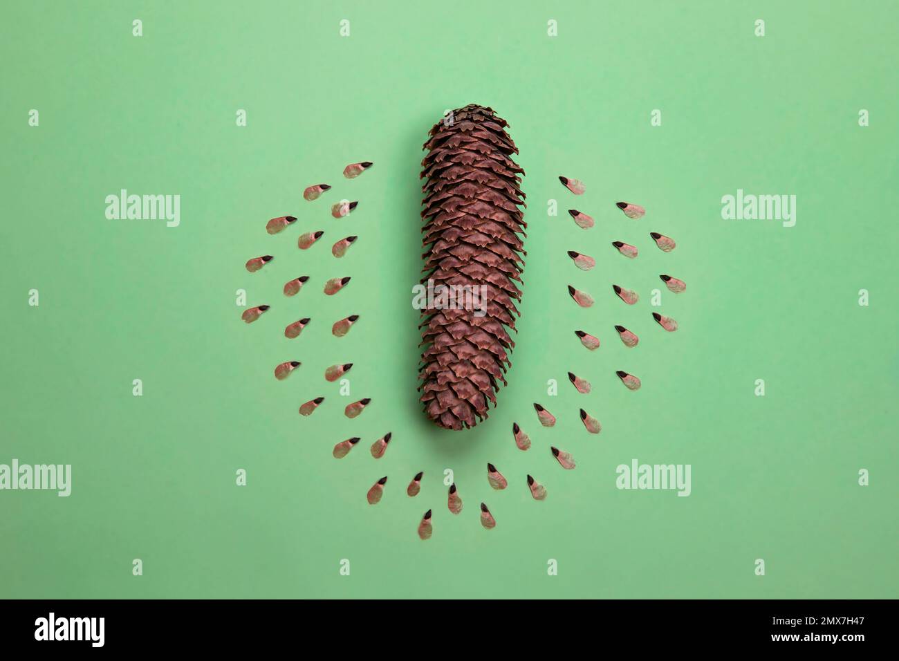 Conifer seed. Group of fir seeds with brown cone, flat lay, green ...