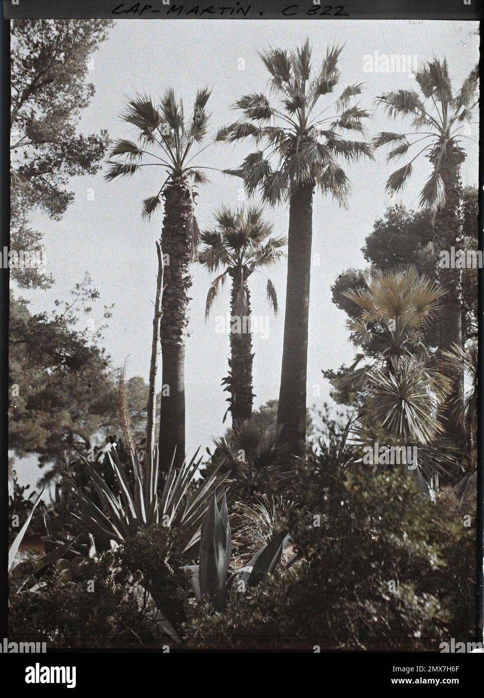 Cap Martin , France , 1914 - Cap Martin - Auguste Léon - (March Stock ...