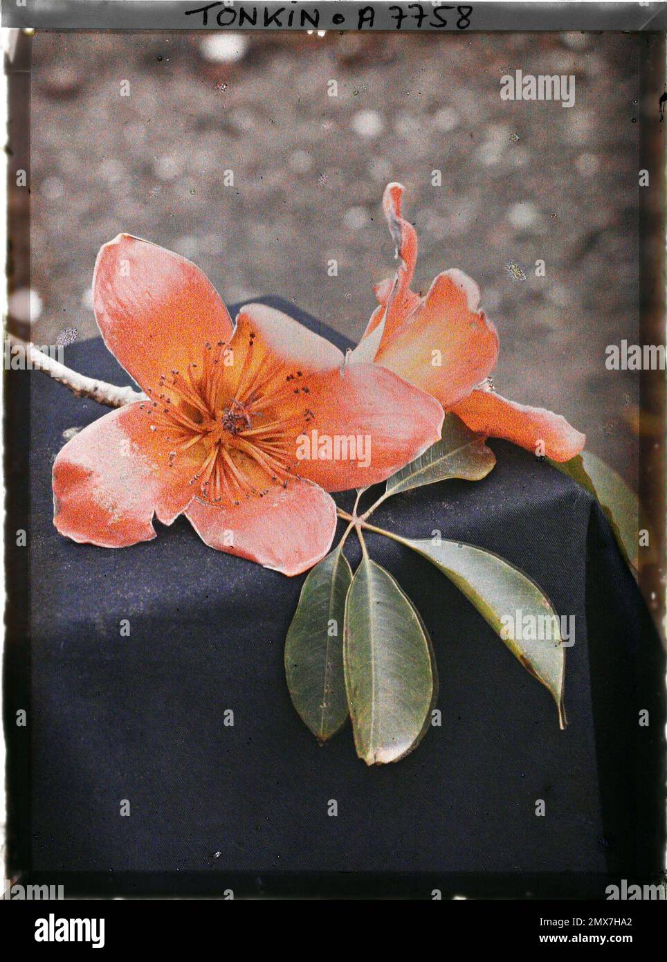 Surroundings of Hà-Nôi, Tonkin, Indochine the leaves and flowers of the ...