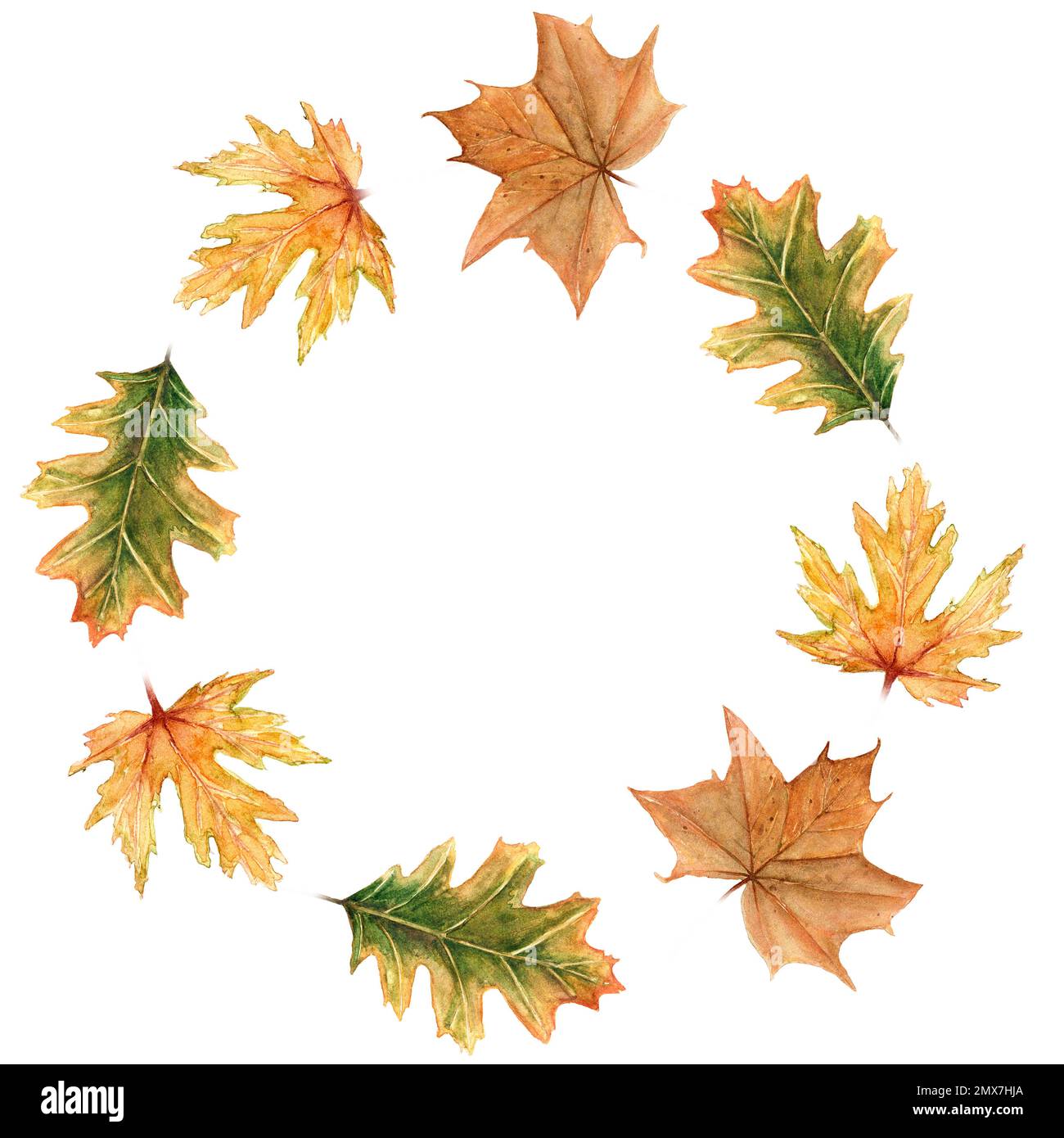 Oak branch clipart hi-res stock photography and images - Alamy