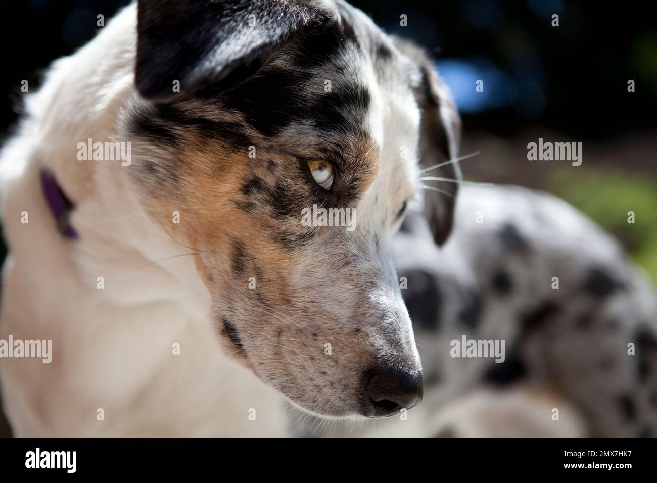 Catahoula Leopard Dog, outdoor adventures with dog Stock Photo - Alamy