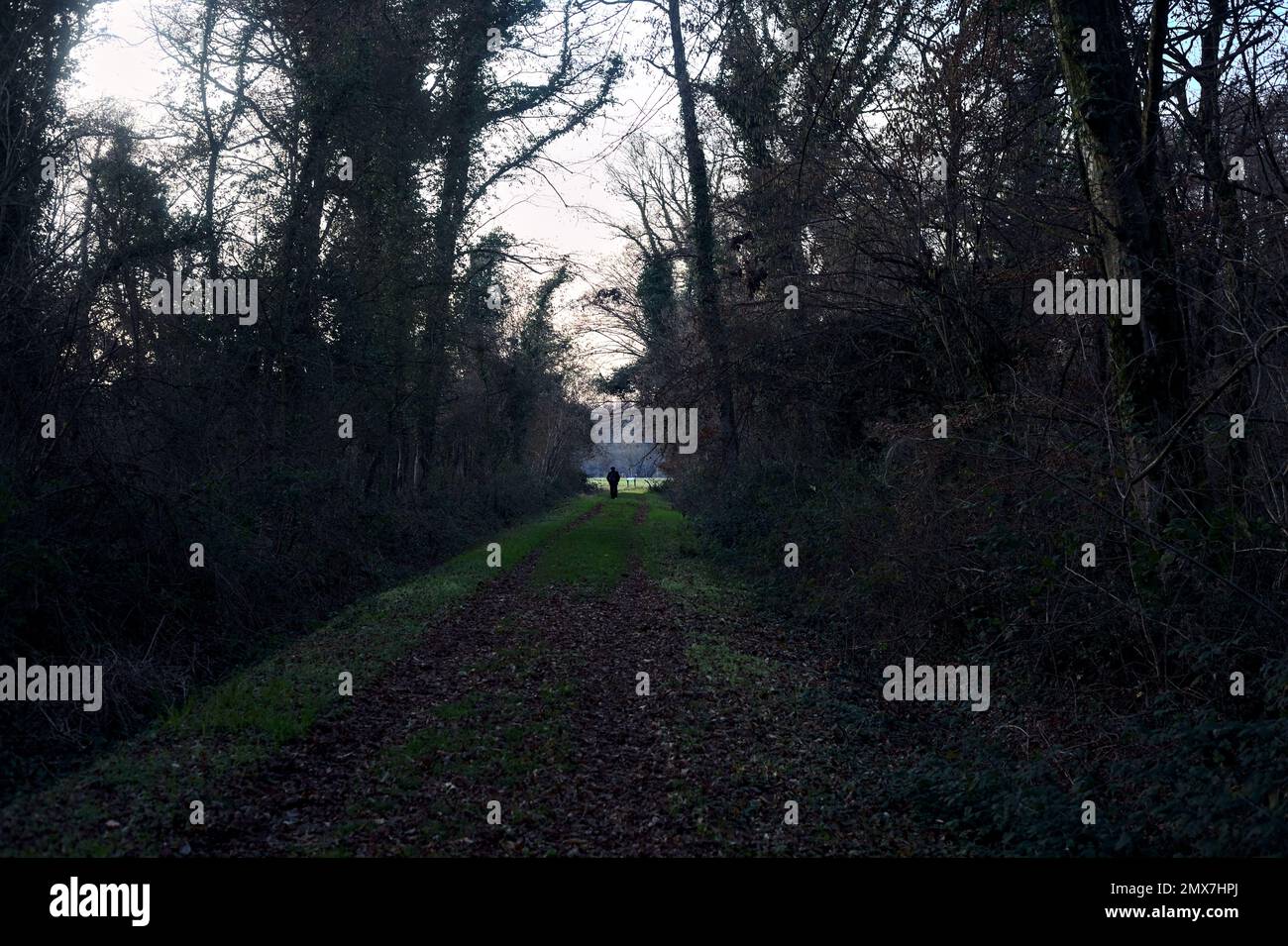 Trail covered by foliage in the middle of a park at sunset Stock Photo ...