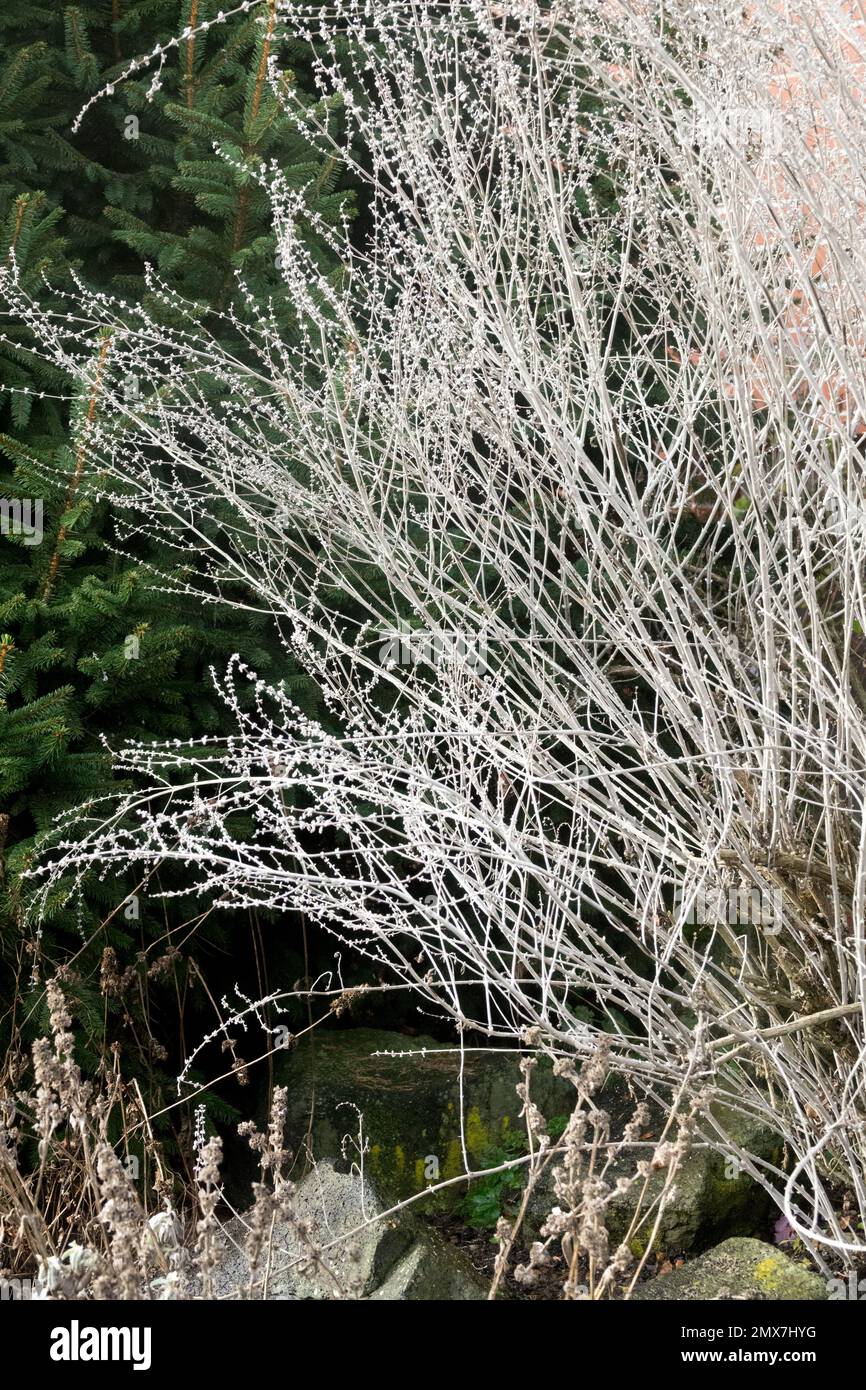 Russian Sage Winter