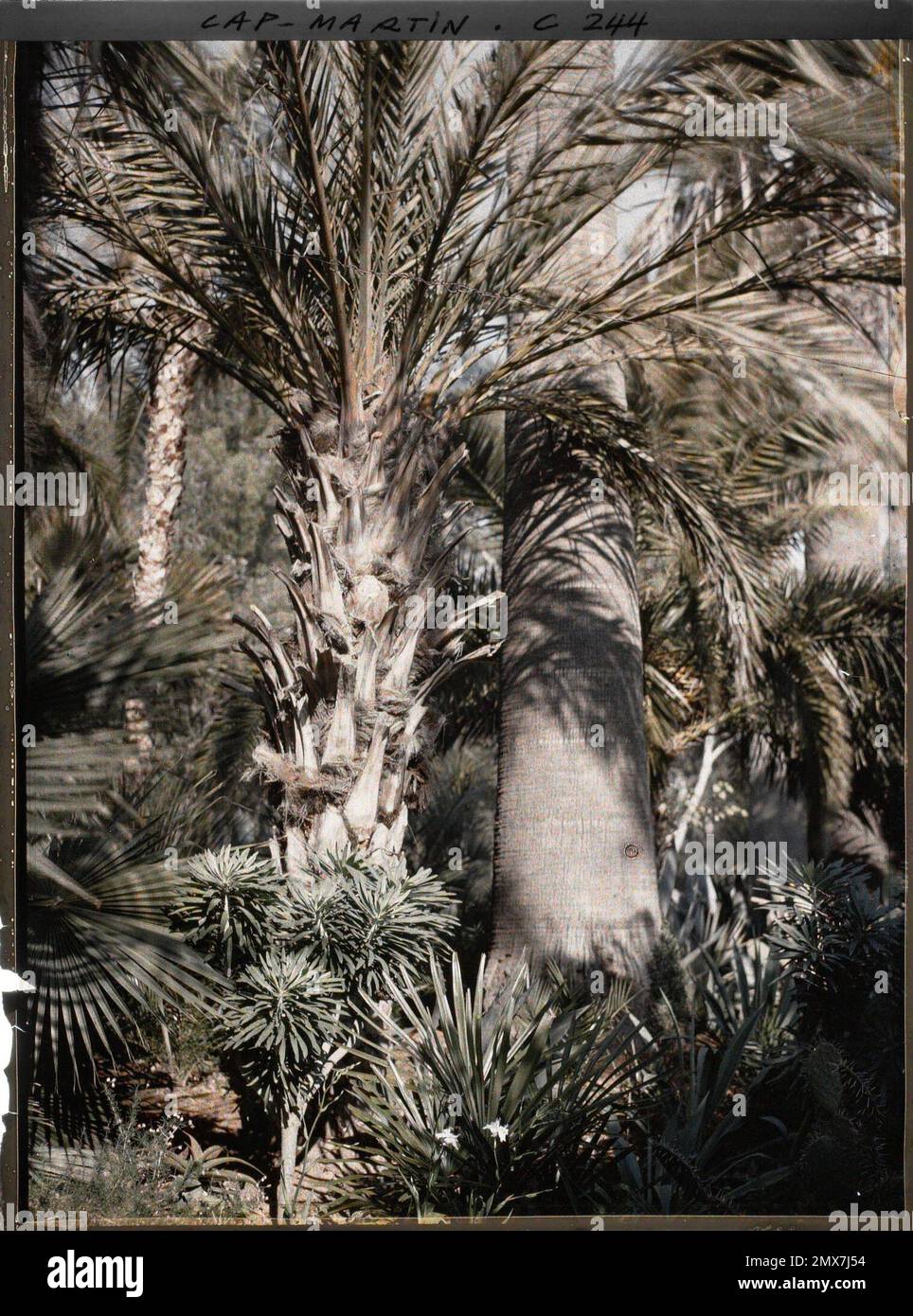 Cap Martin , France , 1914 - Cap Martin - Auguste Léon - (March Stock ...