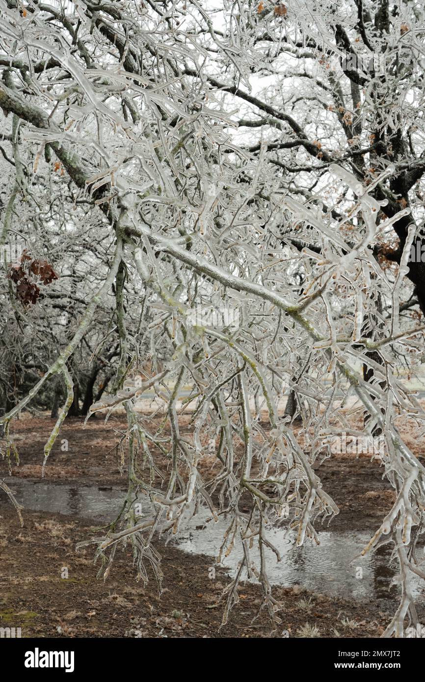 Georgetown, Texas USA , Feb 2023 - Broken trees and vegetation due to ...