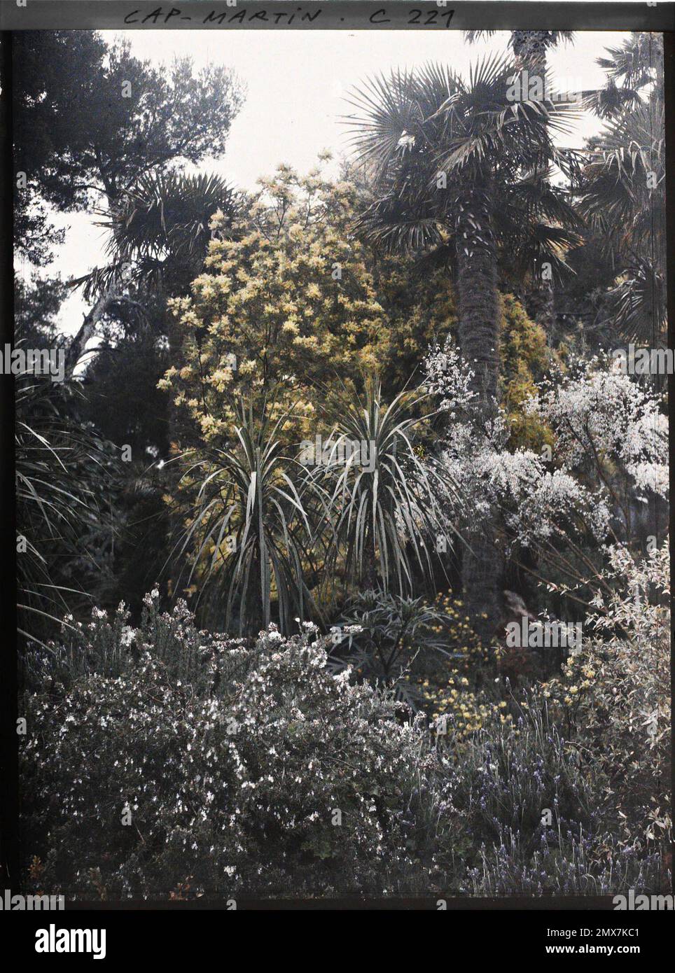 Cap Martin , France , 1913 - Cap Martin - Auguste Léon - (March Stock ...