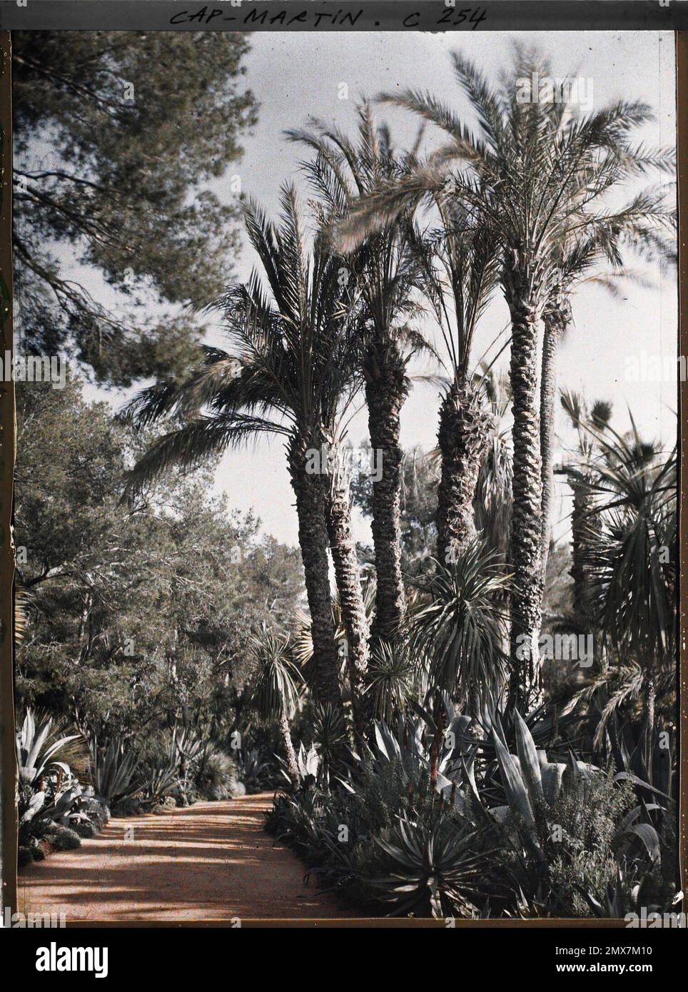 Pine agave fatty plant park garden vegetation botany habitat hi-res ...