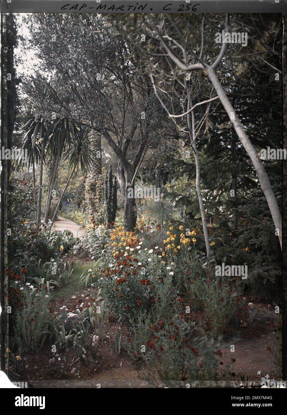 Cap Martin , France , 1914 - Cap Martin - Auguste Léon - (March Stock ...