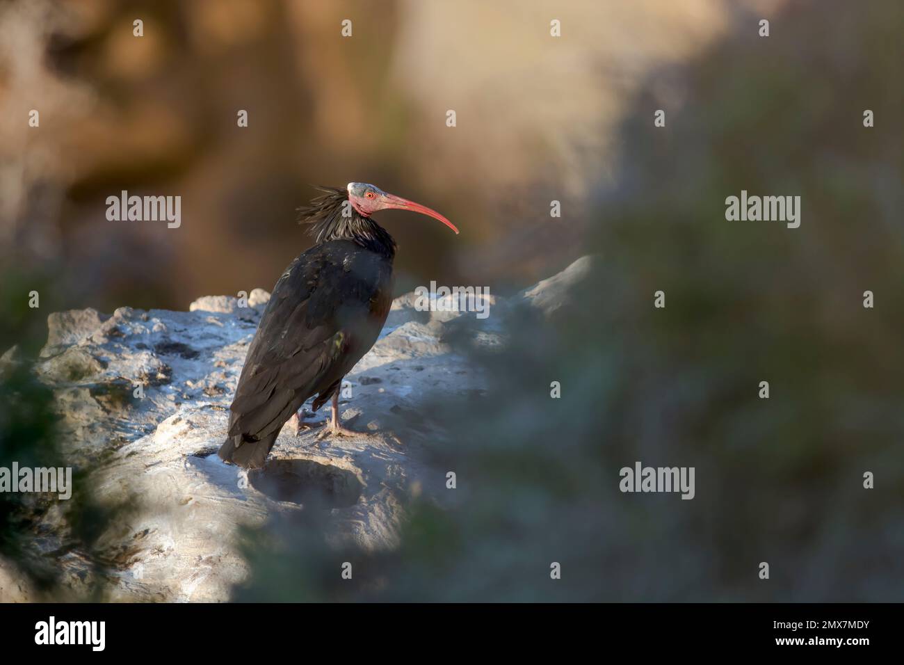 Black southern bald ibis hi-res stock photography and images - Alamy