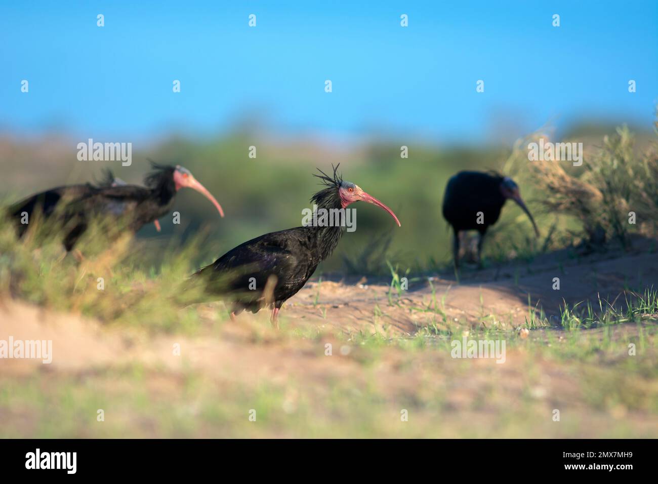 Black southern bald ibis hi-res stock photography and images - Alamy
