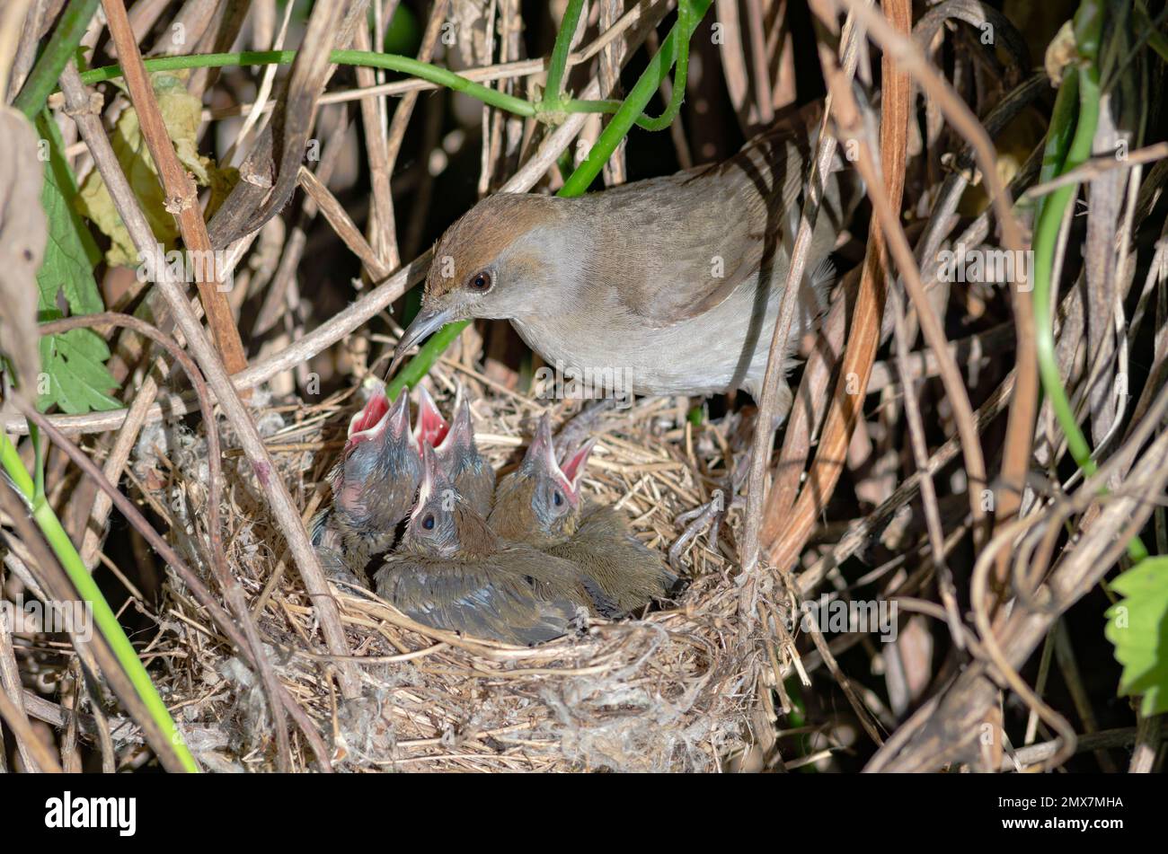 Eurasian Blackcap (Sylvia atricapilla) female at nest with her chicks ...