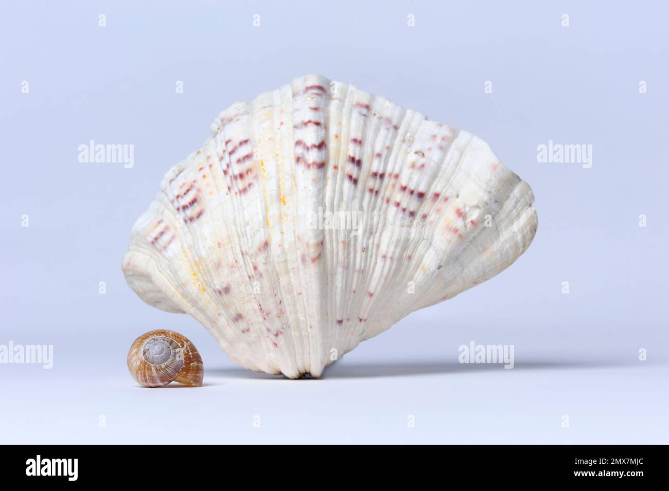 seashell, shell, structure, still life, beauty, art, concept, artwork ...