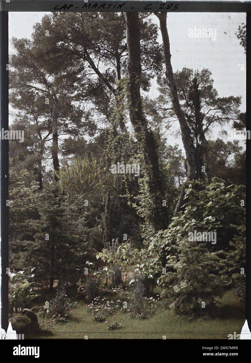 Cap Martin , France , 1913 - Cap Martin - Auguste Léon - (March Stock ...