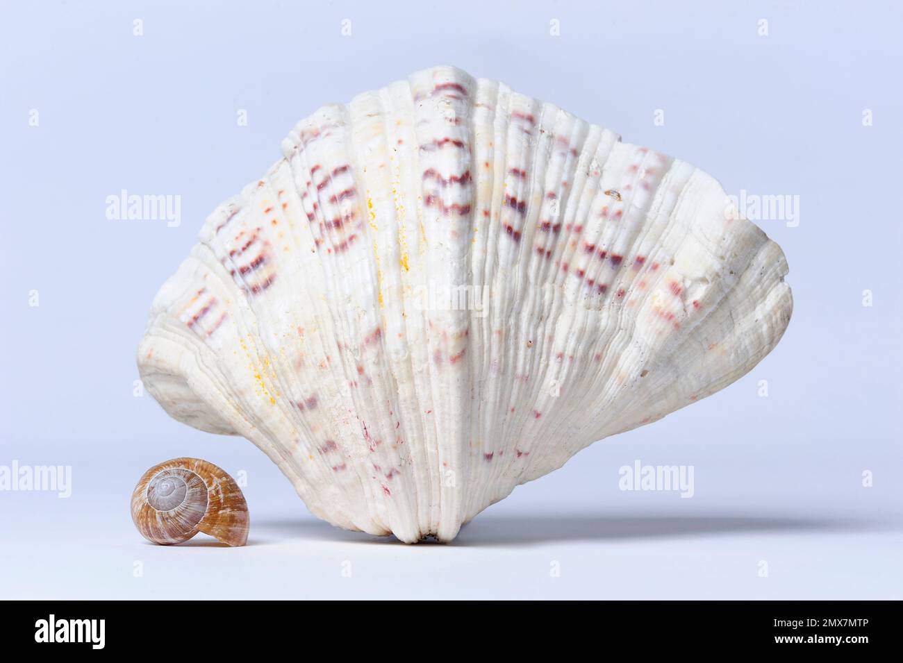 seashell, shell, structure, still life, beauty, art, concept, artwork ...