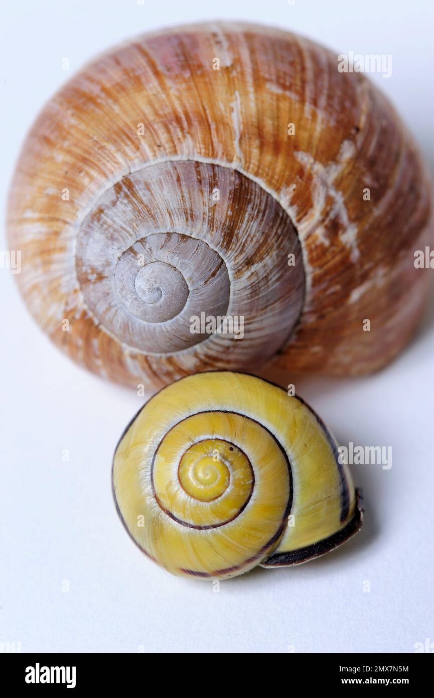 seashell, shell, structure, still life, beauty, art, concept, artwork ...