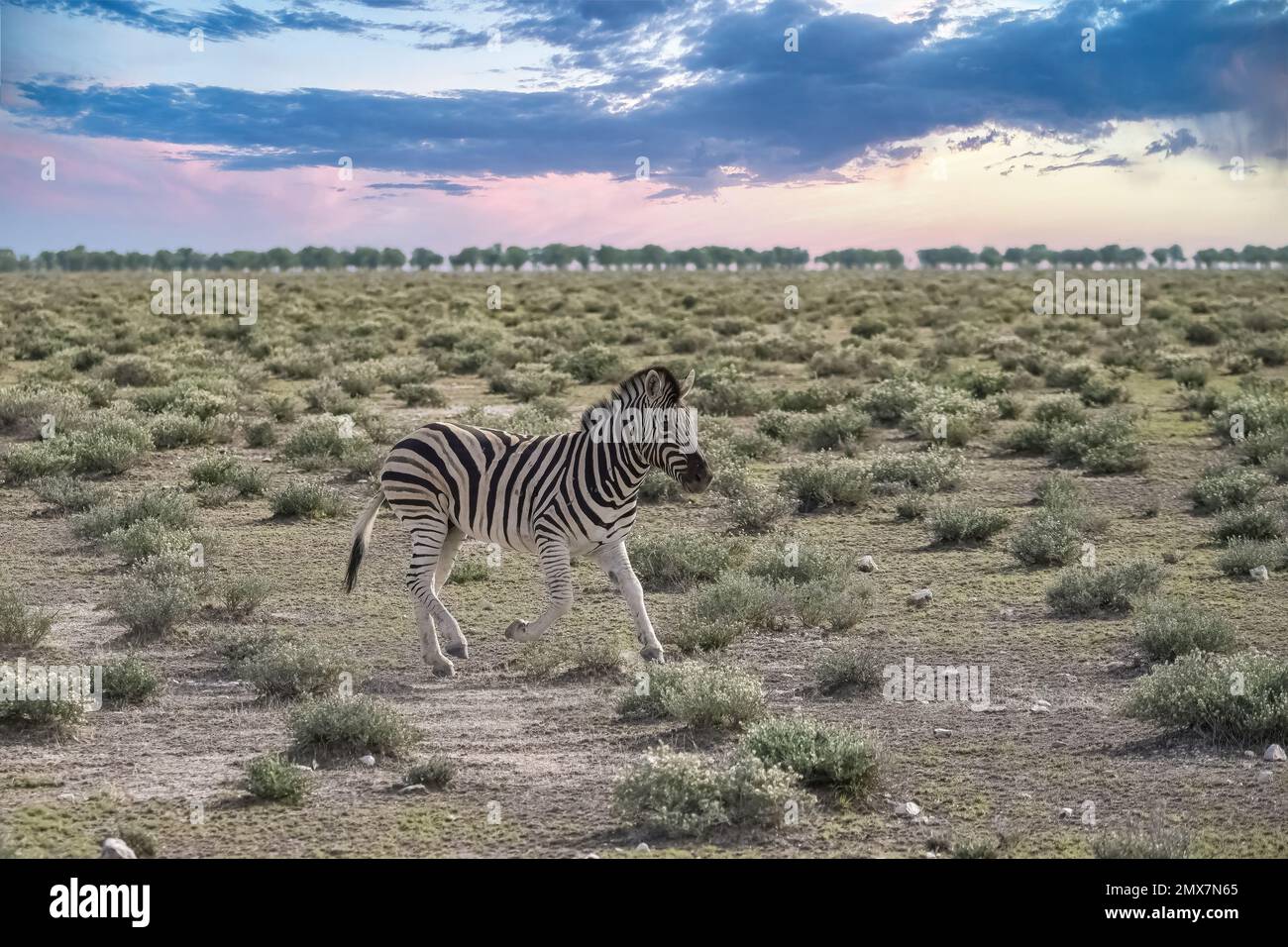 A young zebra running in the bush in Namibia Stock Photo - Alamy