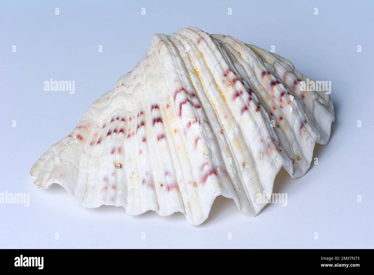 seashell, shell, structure, still life, beauty, art, concept, artwork ...
