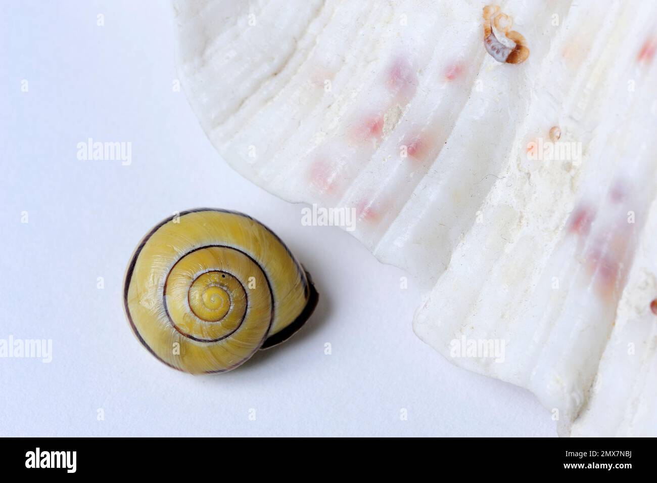 seashell, shell, structure, still life, beauty, art, concept, artwork ...