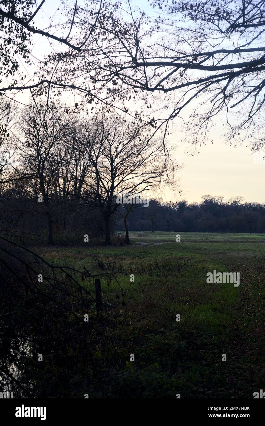 Path that leads to a meadow and ends with a tree arching at the end of ...