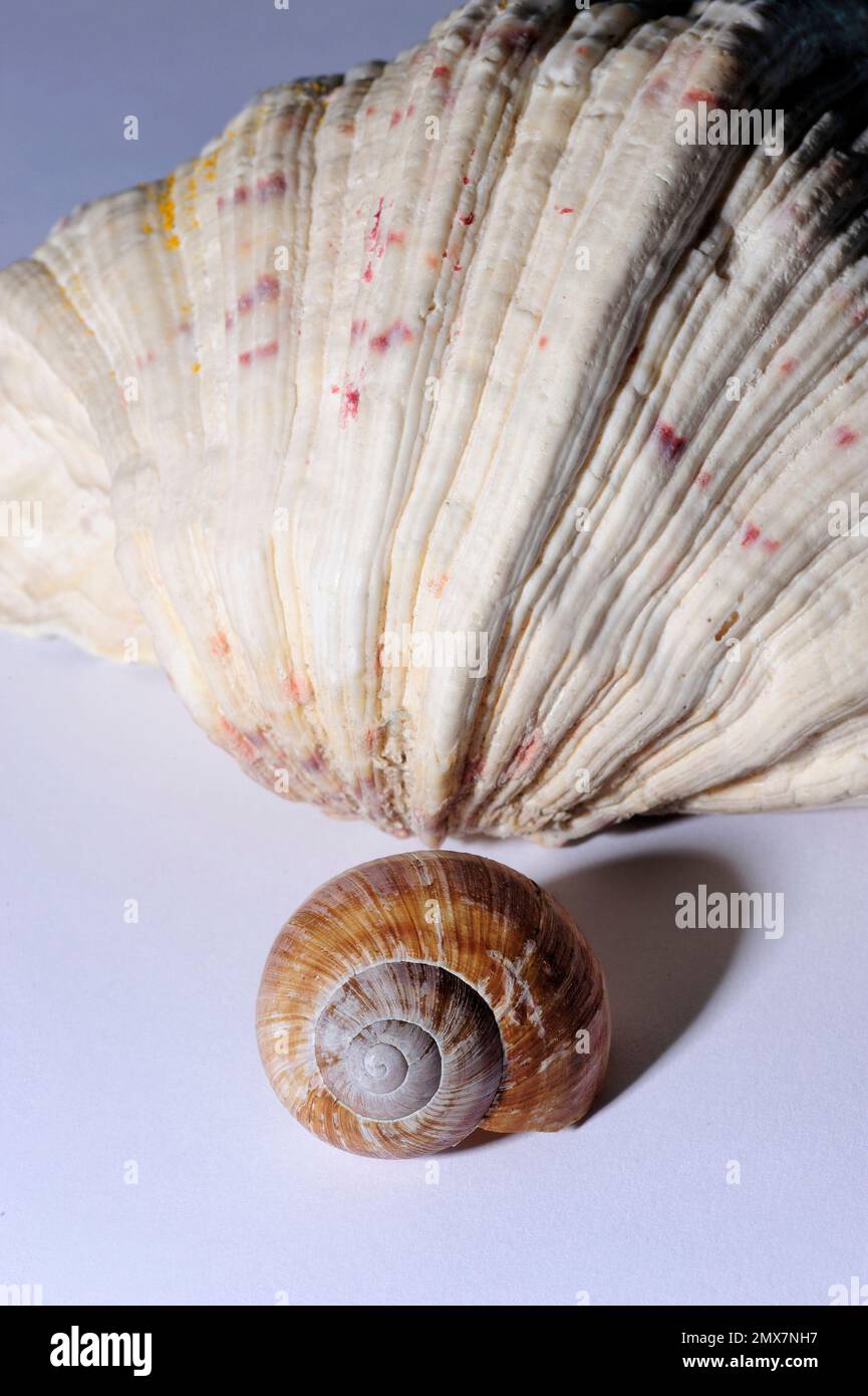 seashell, shell, structure, still life, beauty, art, concept, artwork ...