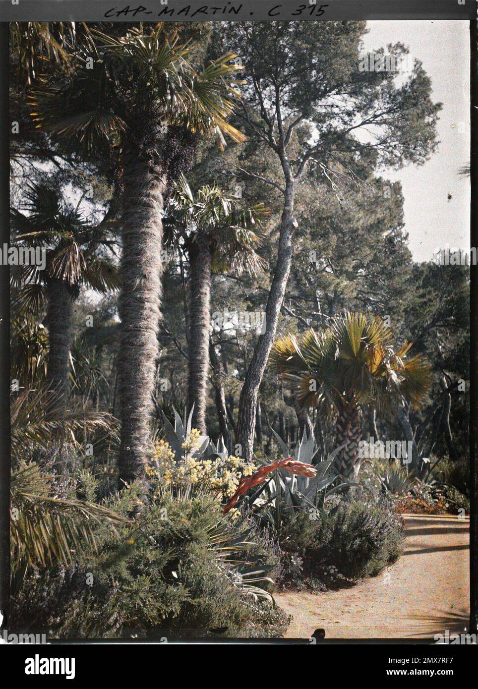 Cap Martin , France , 1914 - Cap Martin - Auguste Léon - (March Stock ...