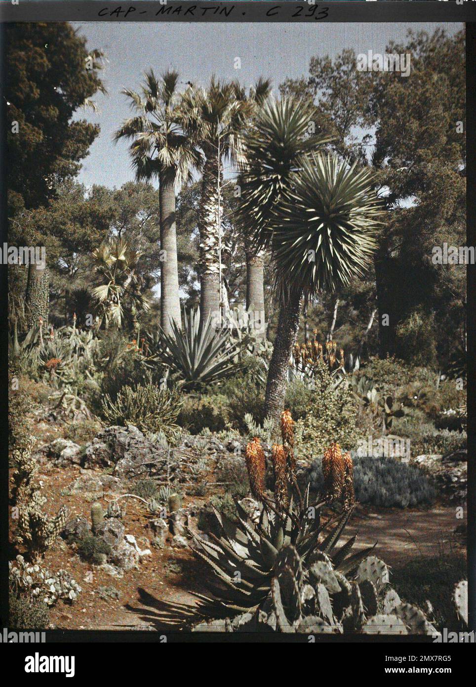 Cap Martin , France , 1914 - Cap Martin - Auguste Léon - (March Stock ...