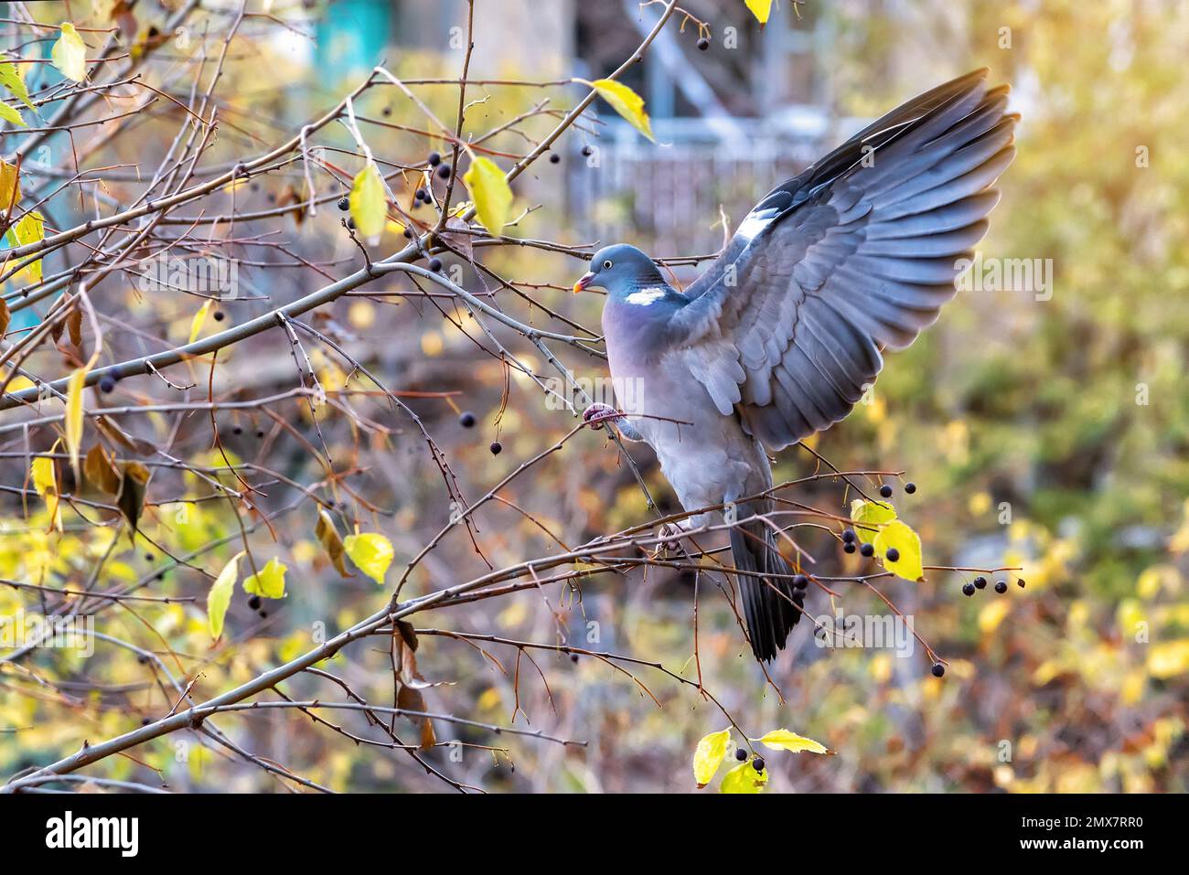 Pigeon on the streets hi-res stock photography and images - Alamy