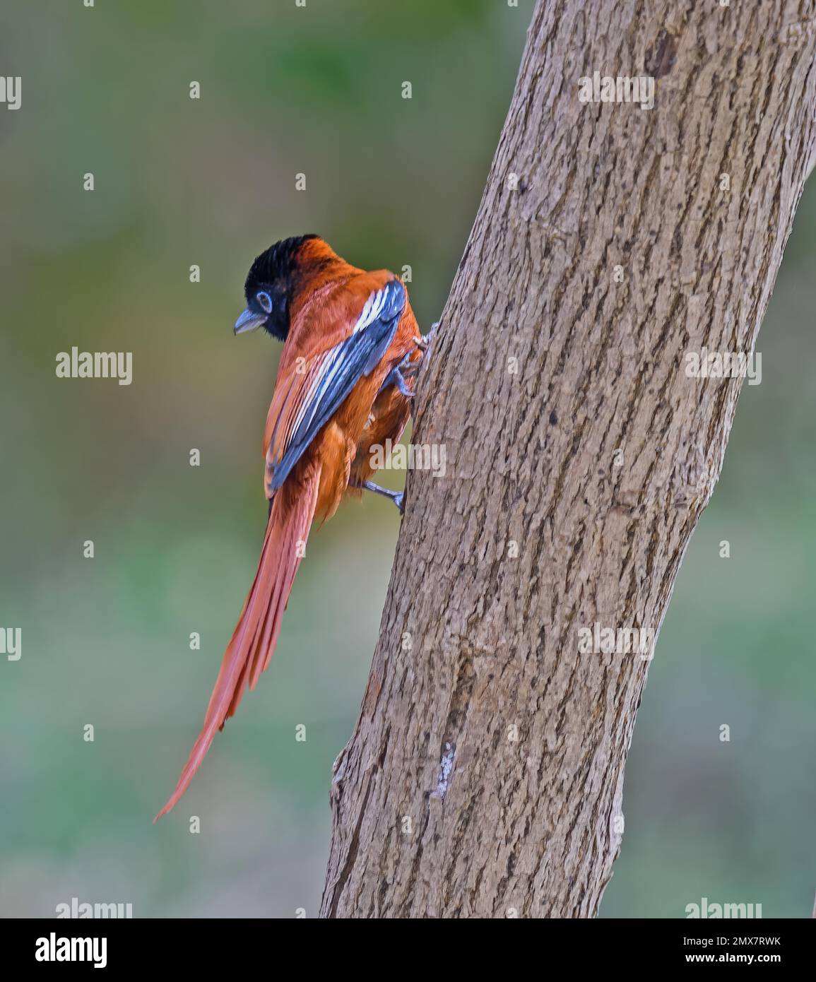 African red bellied hi-res stock photography and images - Alamy